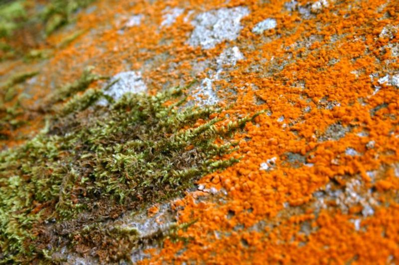 moss | Author Stoya Stoyanov - cpam | PHOTO FORUM