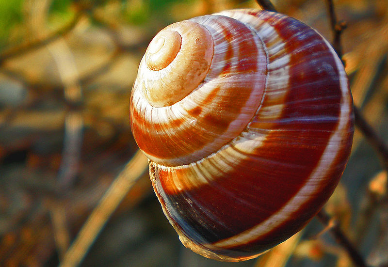 Охлюв | Author Ognian Pelev - SilentNight | PHOTO FORUM