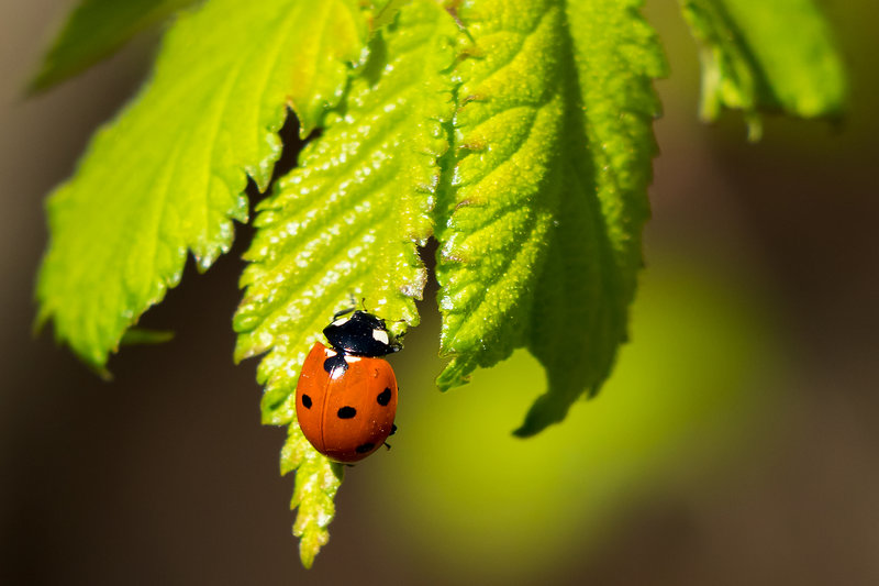 Photo in Macro | Author Rosen Rusev - uvizon | PHOTO FORUM