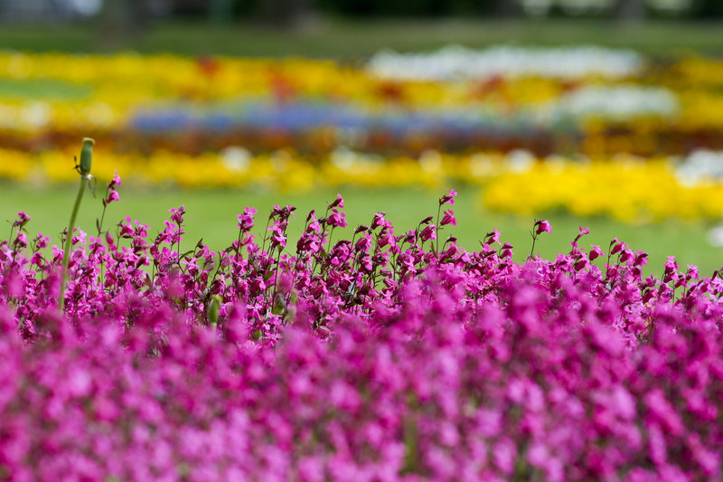 Photo in Colors | Author Todor Velkushanov - drawer | PHOTO FORUM