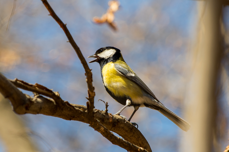 Photo in Wild life | Author Rosen Rusev - uvizon | PHOTO FORUM