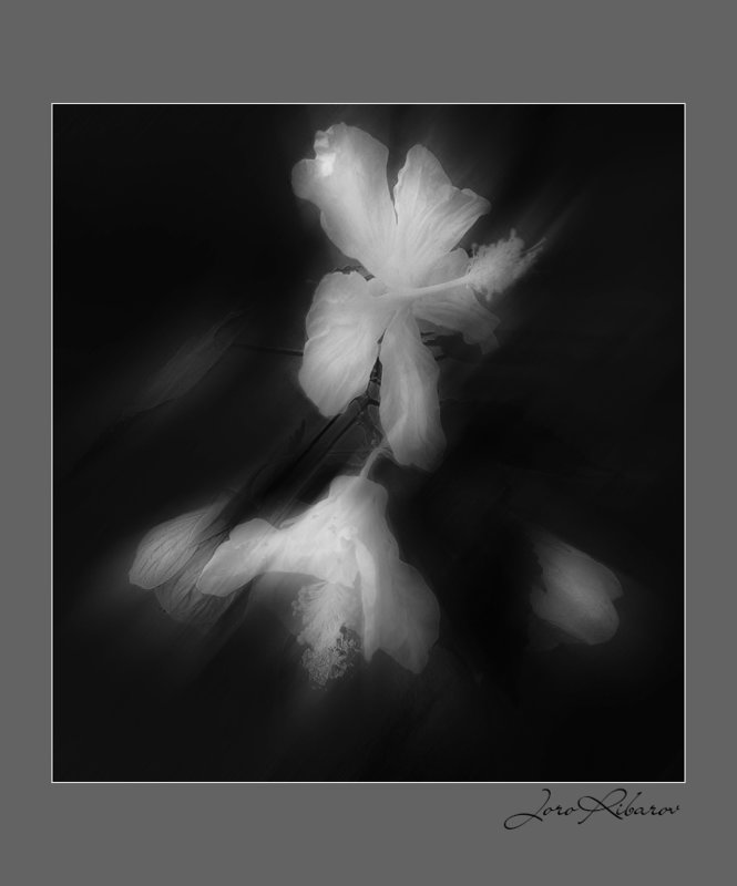 Натюрморт | Author Georgi Ribarov - Djoro | PHOTO FORUM