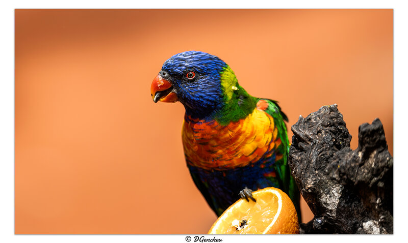 Orange | Author Dimitar Genchev - bogy82 | PHOTO FORUM