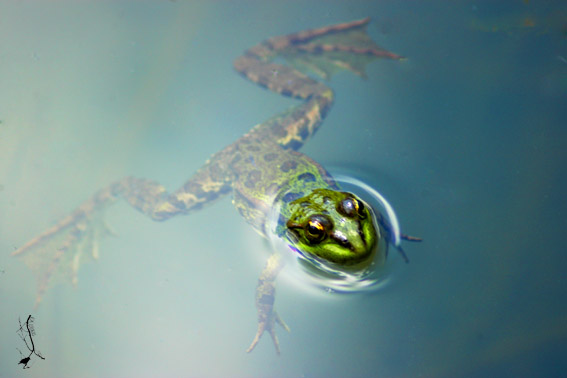 A be, priroda | Author Emil Krastev - 4etka | PHOTO FORUM