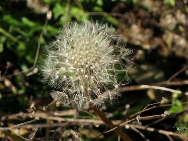 Photo in Debut | Author nikolay mitev - donor | PHOTO FORUM