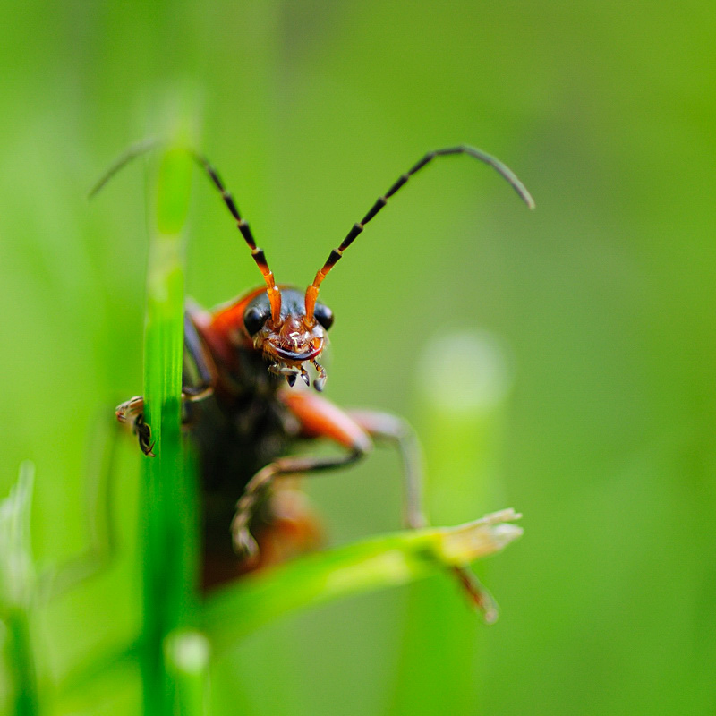 Hey You | Author Daniel Kalchev - danbi | PHOTO FORUM