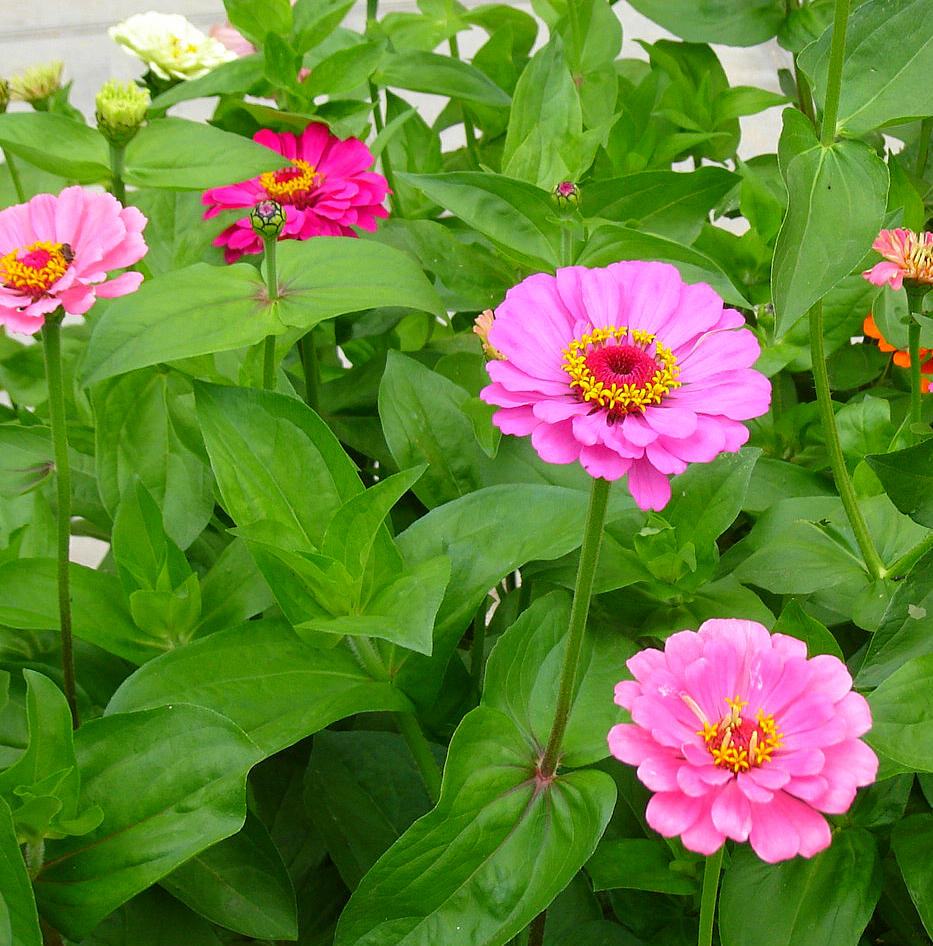 кадънки | Author Petar Pavlov - Peter463 | PHOTO FORUM