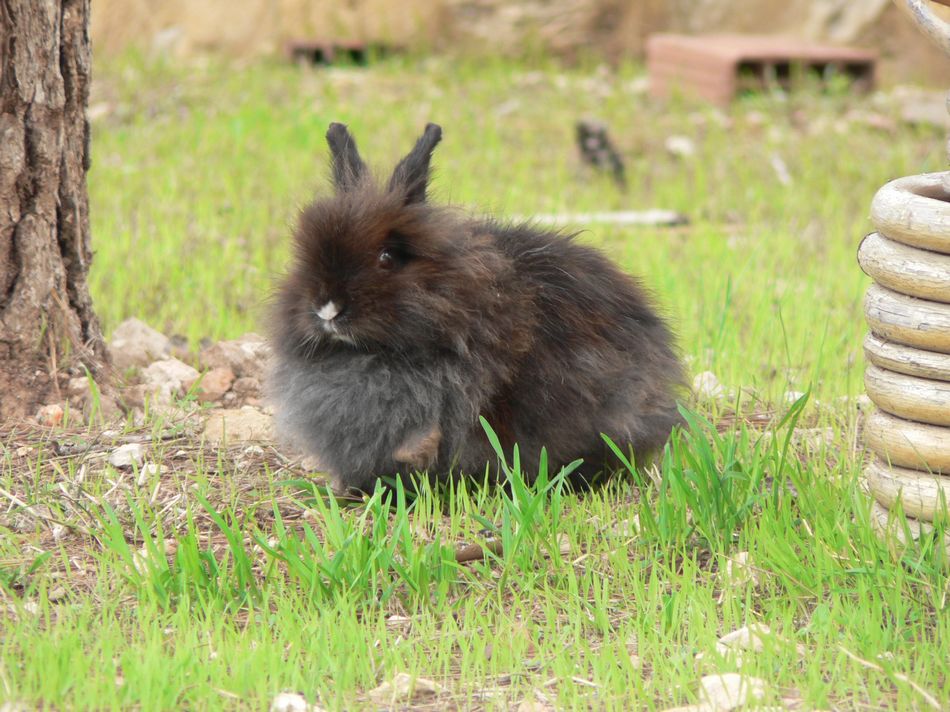 buni | Author miro panchev - miropanchev | PHOTO FORUM