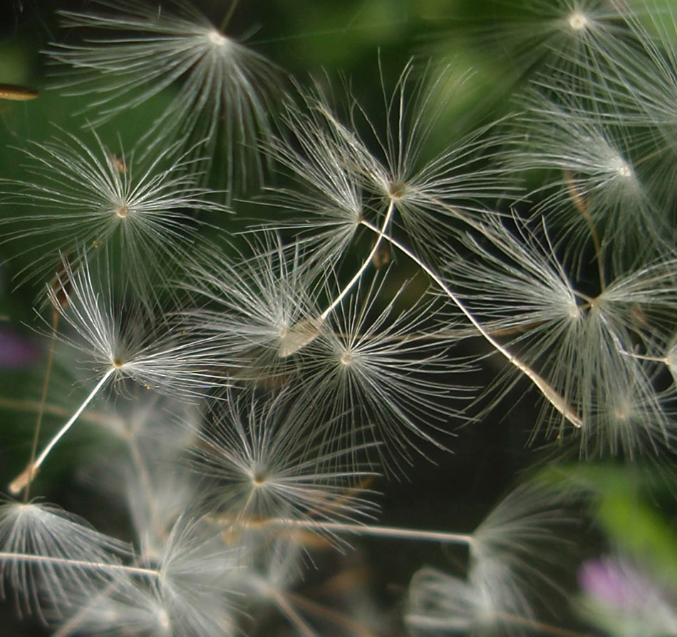 fdfdhg | Author Zhivko Zhechev - jojomojo | PHOTO FORUM