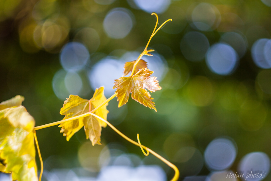 zlatno lqto | Author stoian penov - _zigi_ | PHOTO FORUM